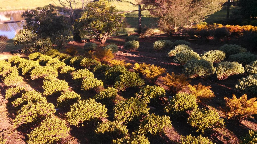 Vivero El Manzano – Plantas Ornamentales en el Sur de Chile